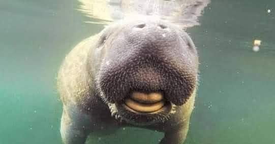 Family Adventure Charters | Discover Crystal River