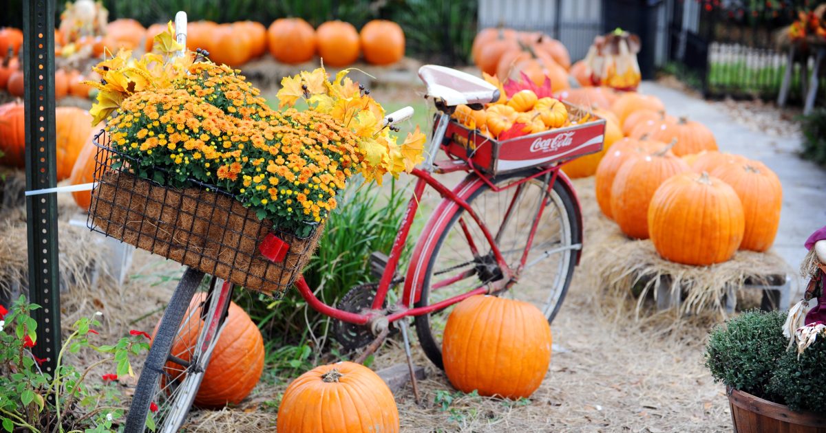 2022 Fall Events in Citrus County | Discover Crystal River