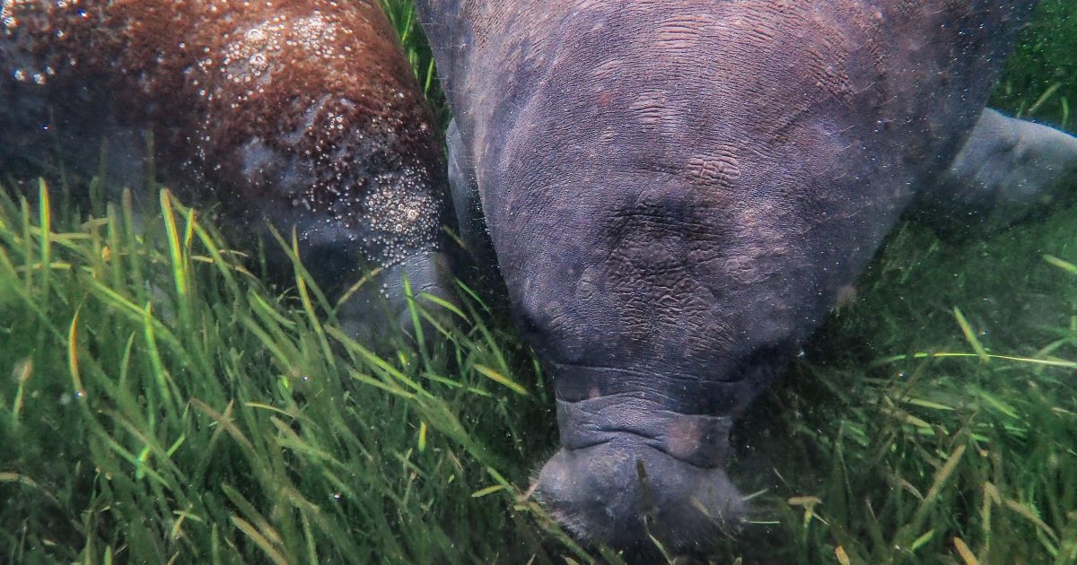 Eelgrass Restoration: Feeding Manatees in Crystal River, FL