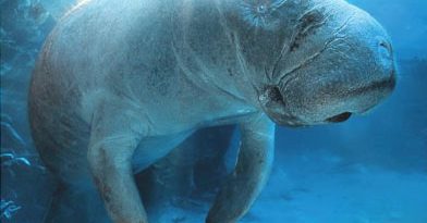 The Return of the Manatee | Discover Crystal River