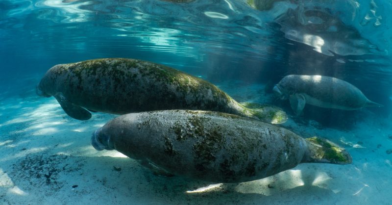 Manatees Swimming In The Ocean