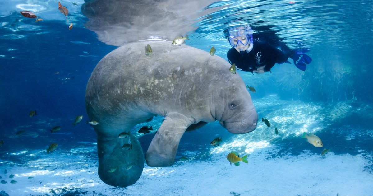 Atypical Adventures in Crystal River, FL | Discover Crystal River