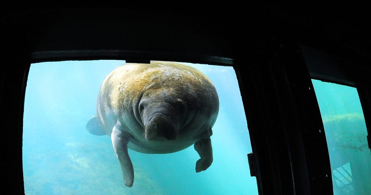 Homosassa, FL: Things To Do, Attractions, Places to Stay