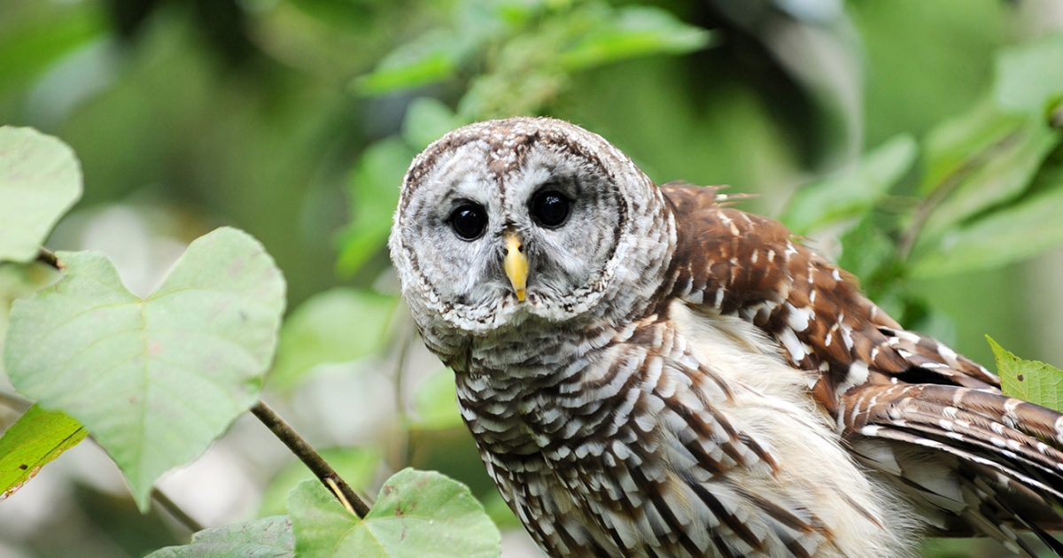 Bird Watching in Citrus County, FL | Discover Crystal River