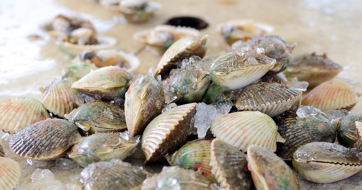 Scalloping in Citrus County, FL | Discover Crystal River