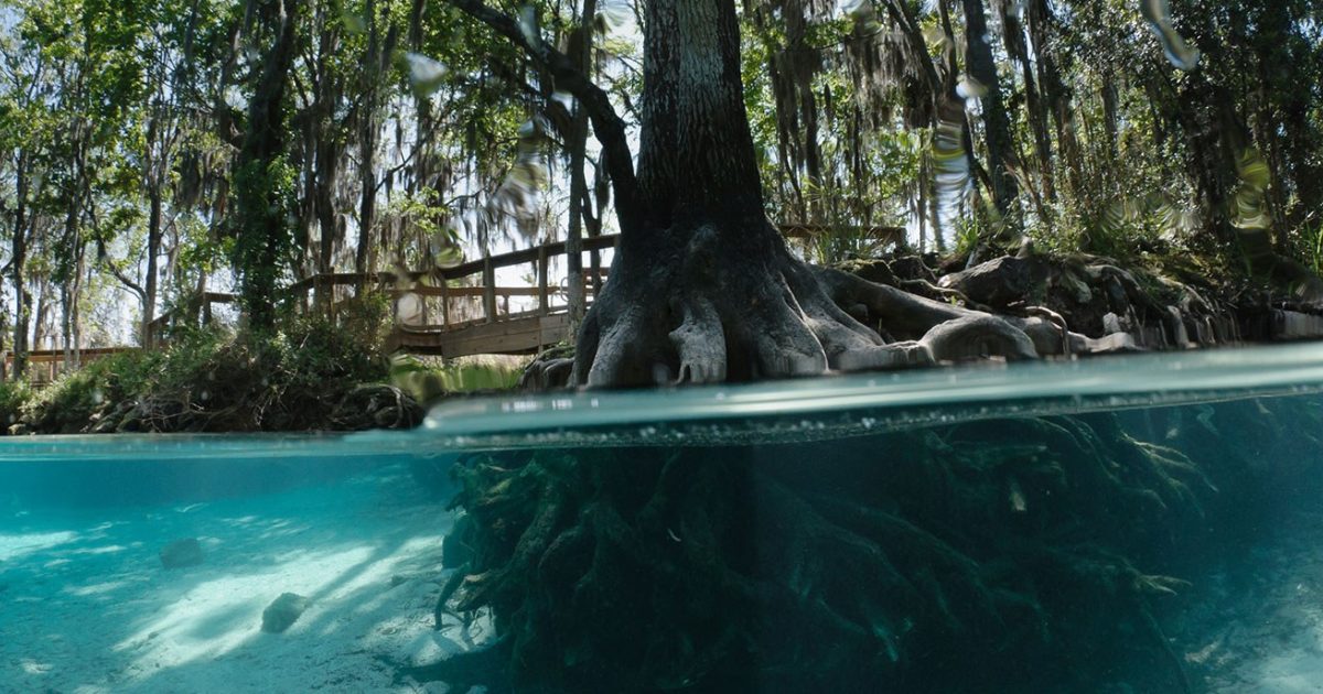 Natural Springs in Citrus County, FL | Discover Crystal River